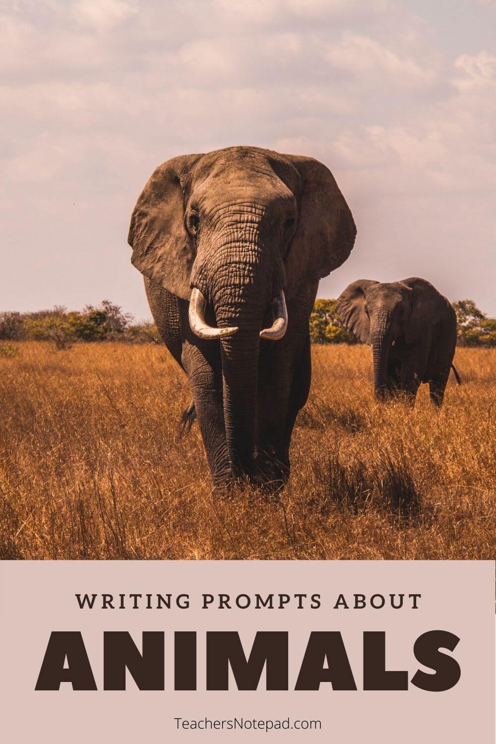 32 Writing Prompts about Animals – Teacher's Notepad