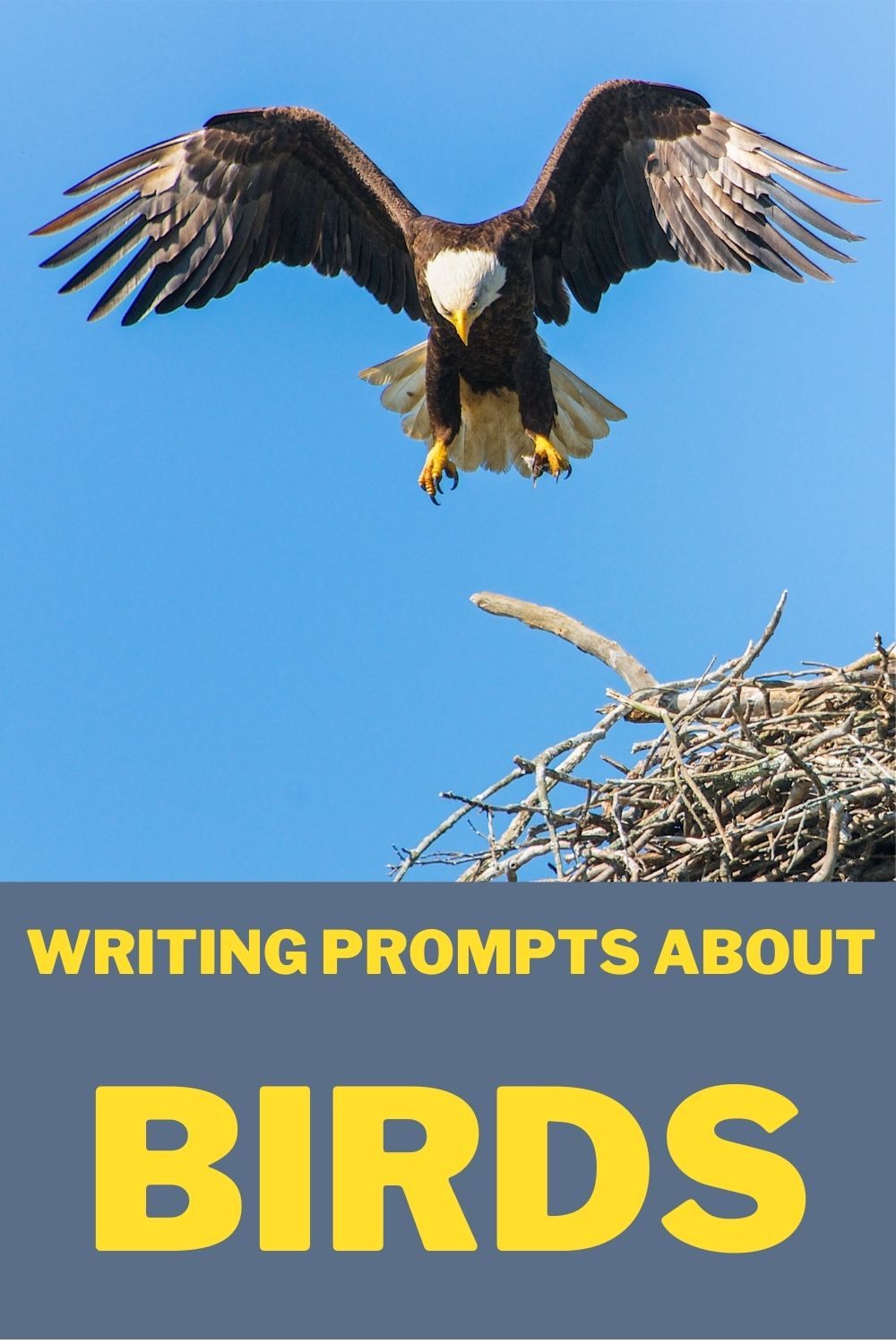 11 Writing Prompts about Birds – Teacher's Notepad