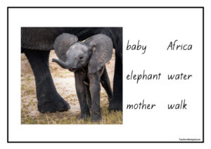 10 Animal Picture Prompts (with PDFs) – Teacher's Notepad