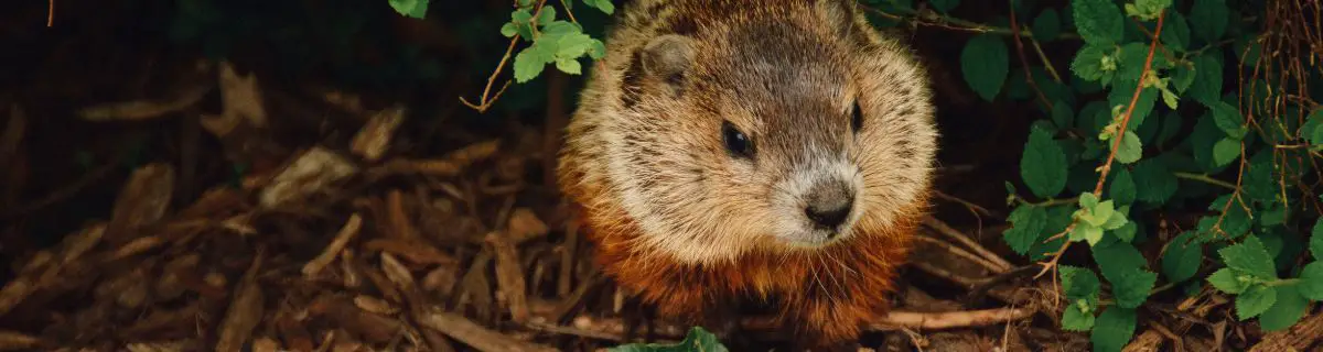 33 Groundhog Day Writing Prompts Teacher s Notepad