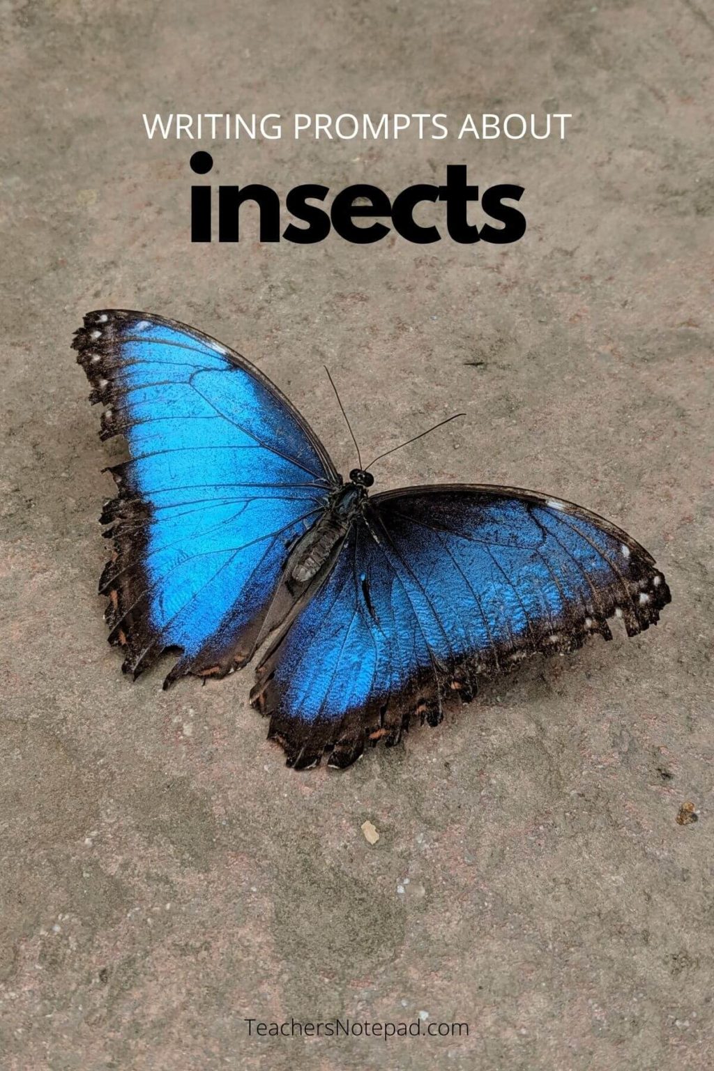 31 Writing Prompts about Insects – Teacher's Notepad