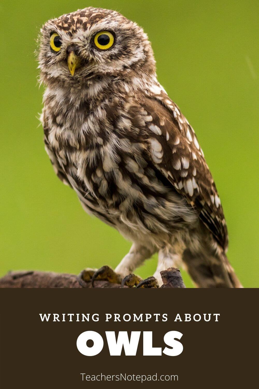35 Writing Prompts about Owls – Teacher's Notepad
